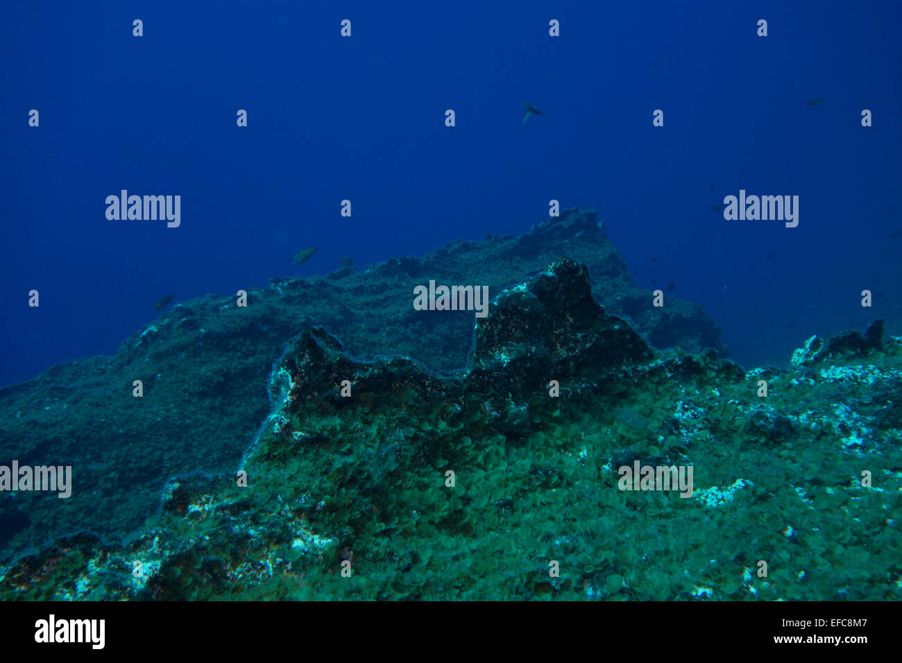 Underwater, ocean, Canary island, Hierro island, sea, marine life ...