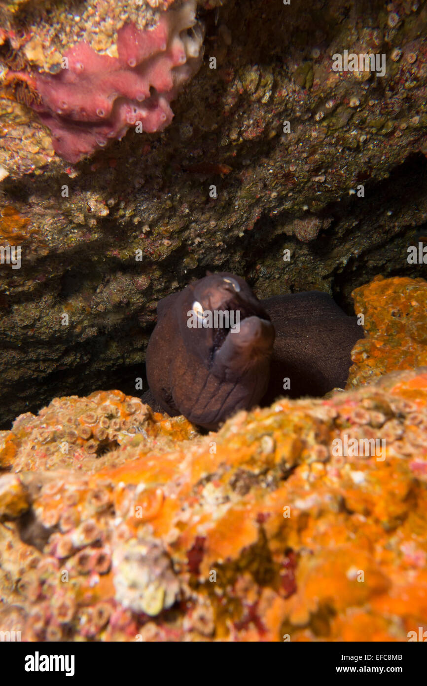 underwater, ocean, sea, marine life, sea life, Canary islands, hierro ...