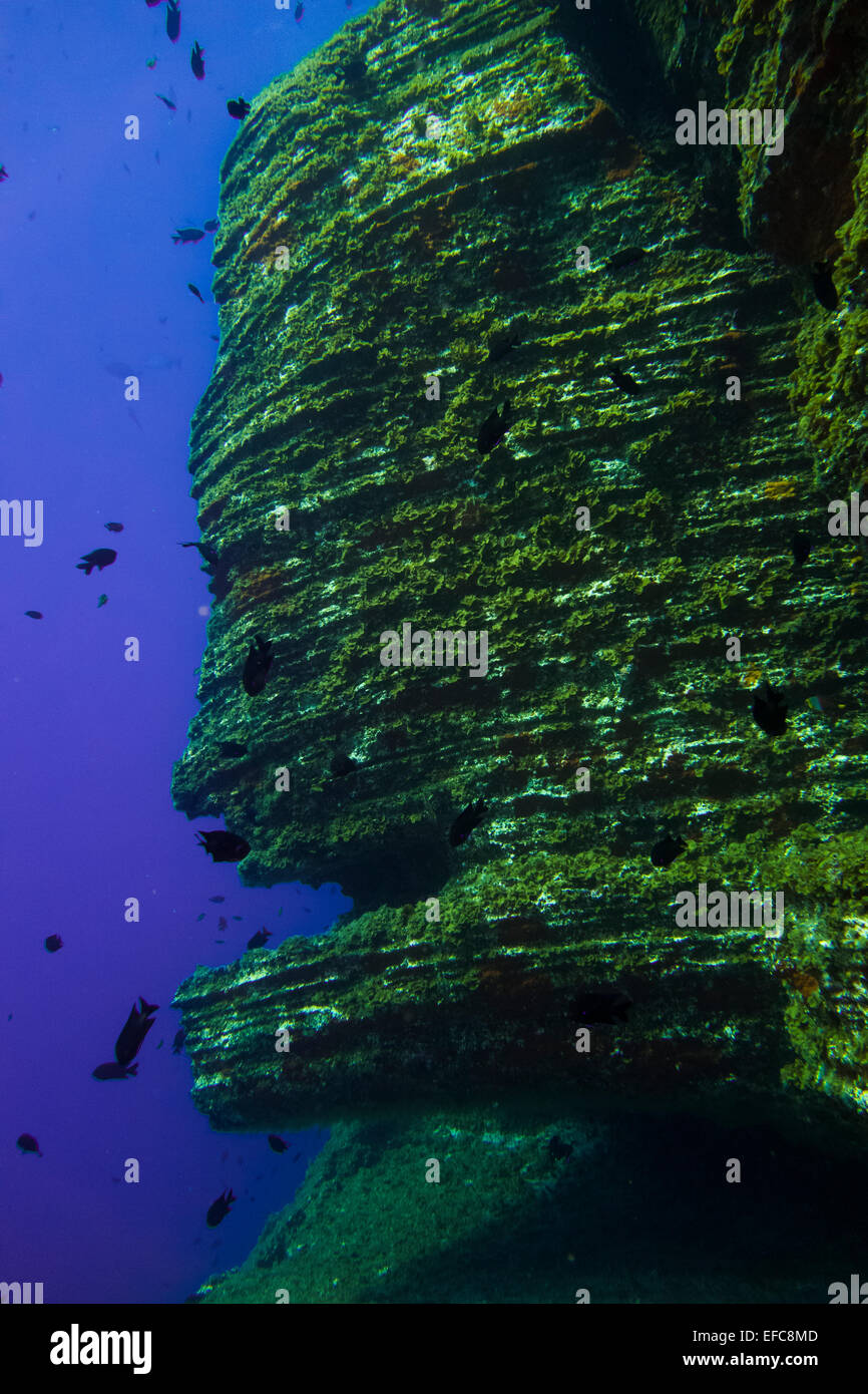 Underwater, ocean, Canary island, Hierro island, sea, marine life ...