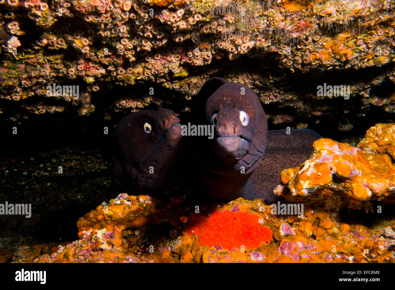 underwater, ocean, sea, marine life, sea life, morey eal, Canary ...
