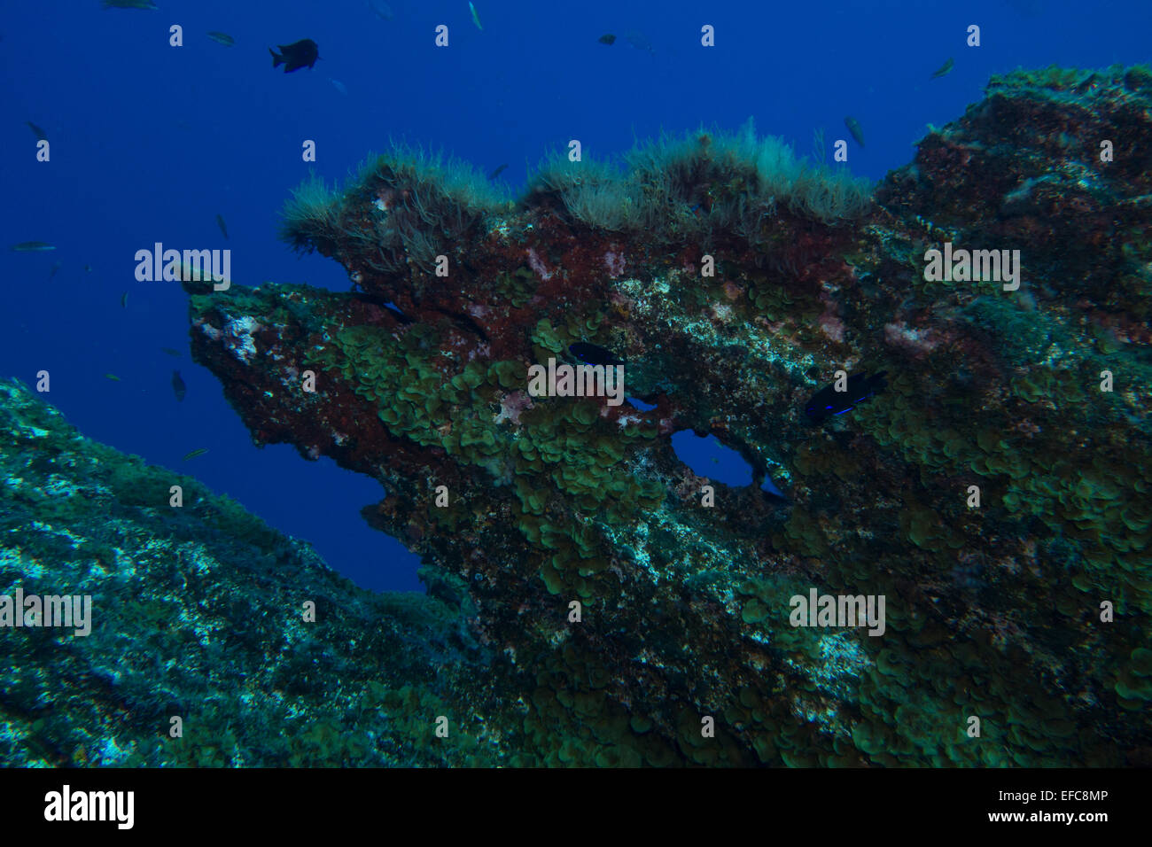 Underwater ocean canary island hierro hi-res stock photography and ...