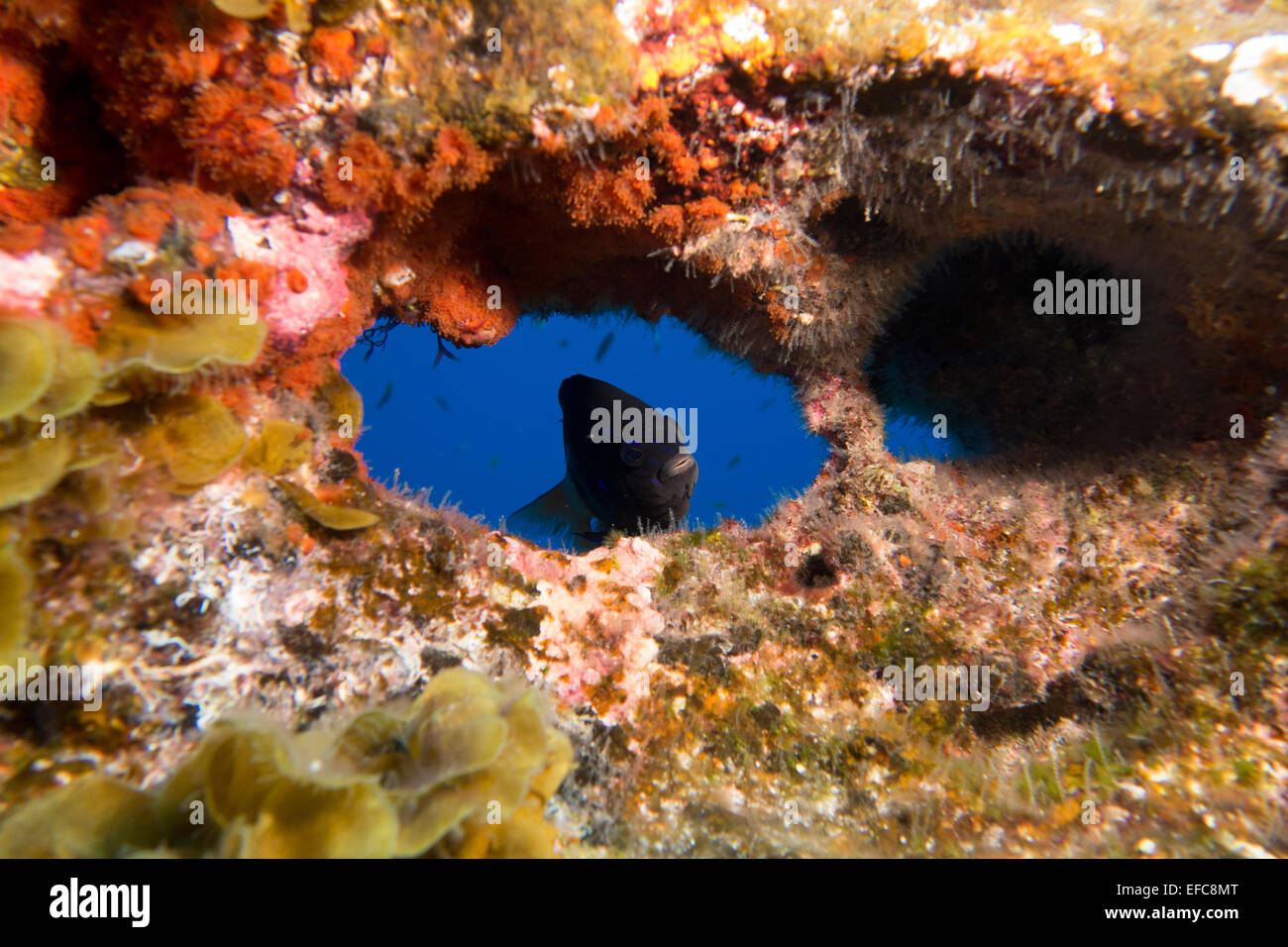 underwater, ocean, sea, marine life, sea life, Canary island. hierro ...