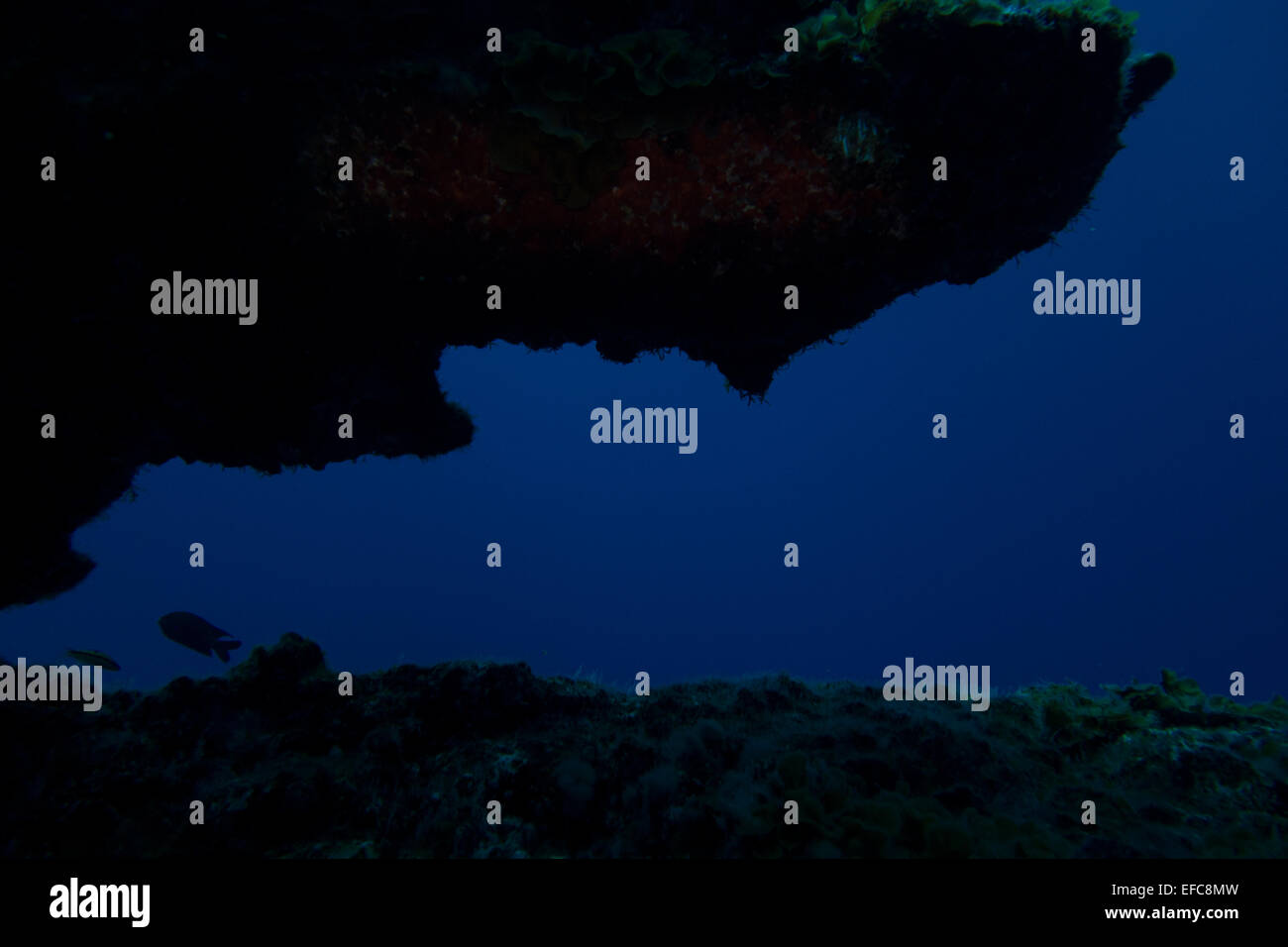 Underwater, ocean, Canary island, Hierro island, sea, marine life ...