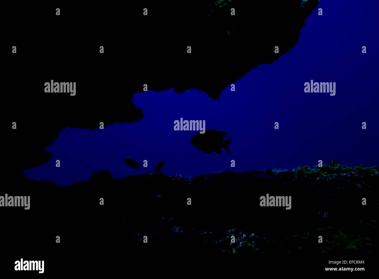 Underwater, ocean, Canary island, Hierro island, sea, marine life ...