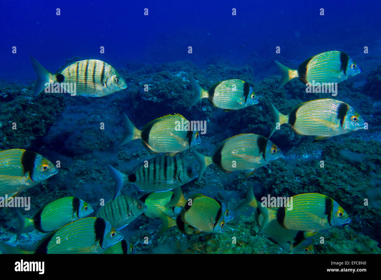 Underwater canary island marine life hi-res stock photography and ...