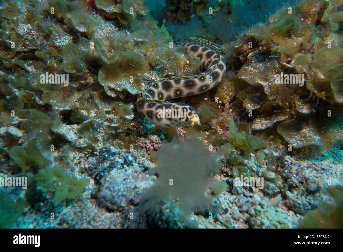 Underwater, ocean, sea, Canary islands, marine life, snake eal, hierro ...