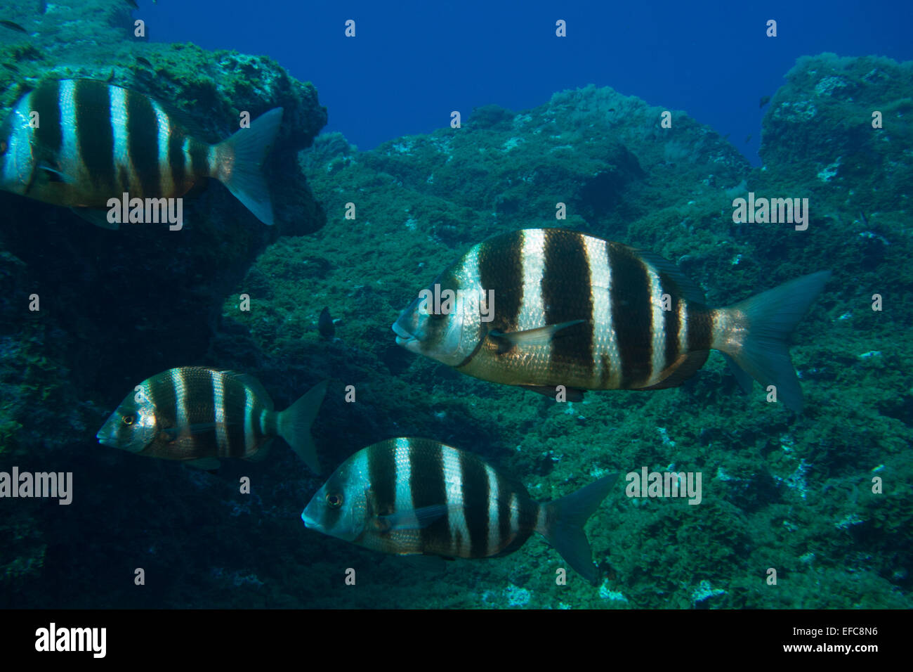 Underwater canary island hi-res stock photography and images - Alamy