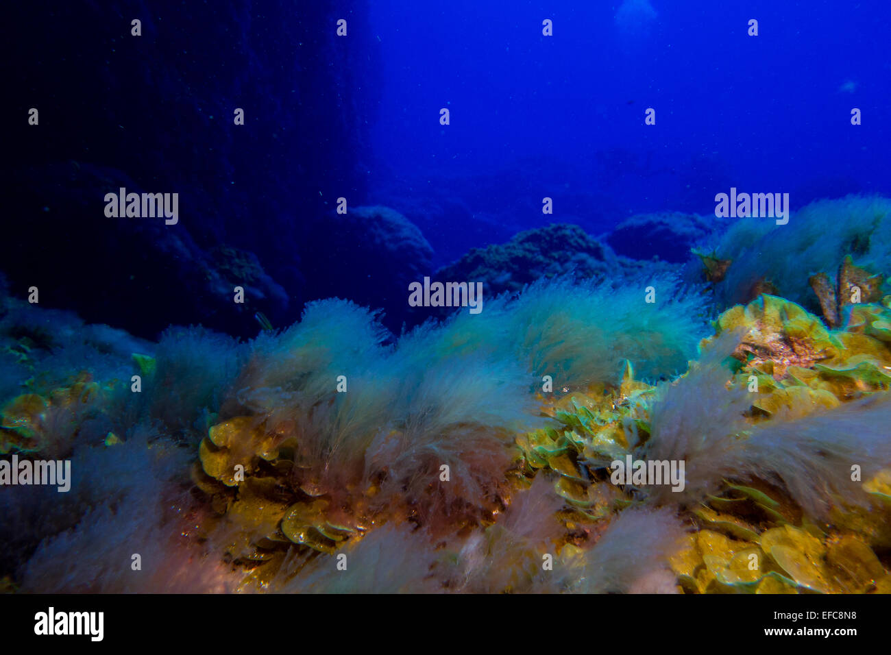 Underwater, ocean, Canary island, Hierro island, sea, marine life ...