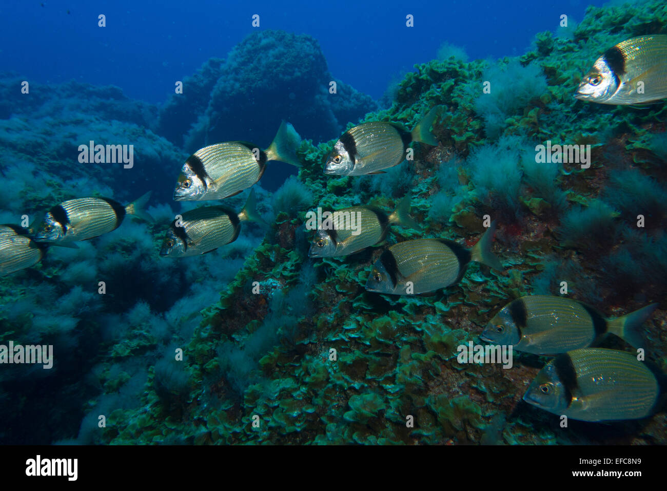 Underwater, Canary island, marine life, ocean, sea, colorful, fish ...