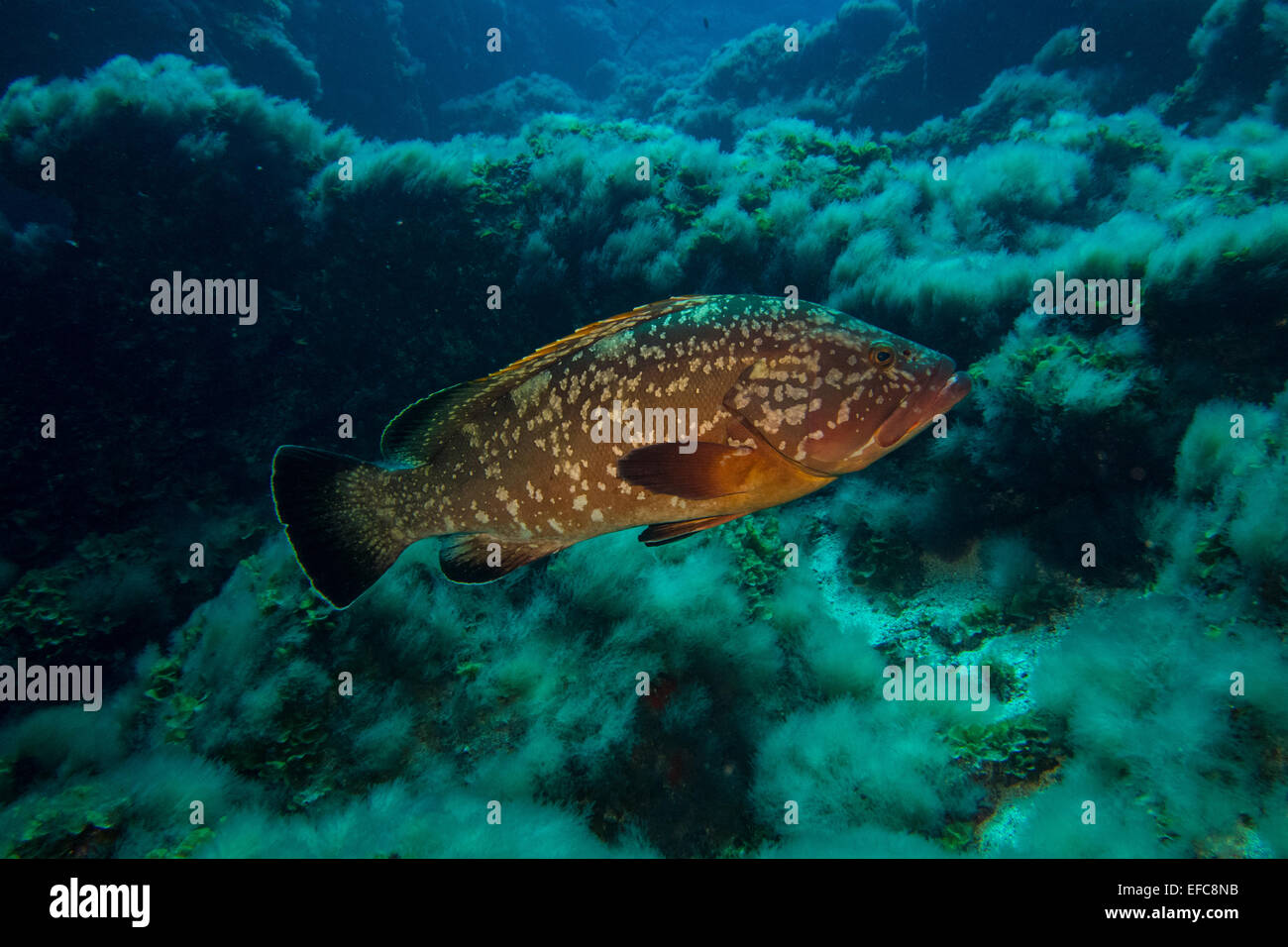 Underwater, Canary island, marine life, ocean, sea, colorful, fish ...