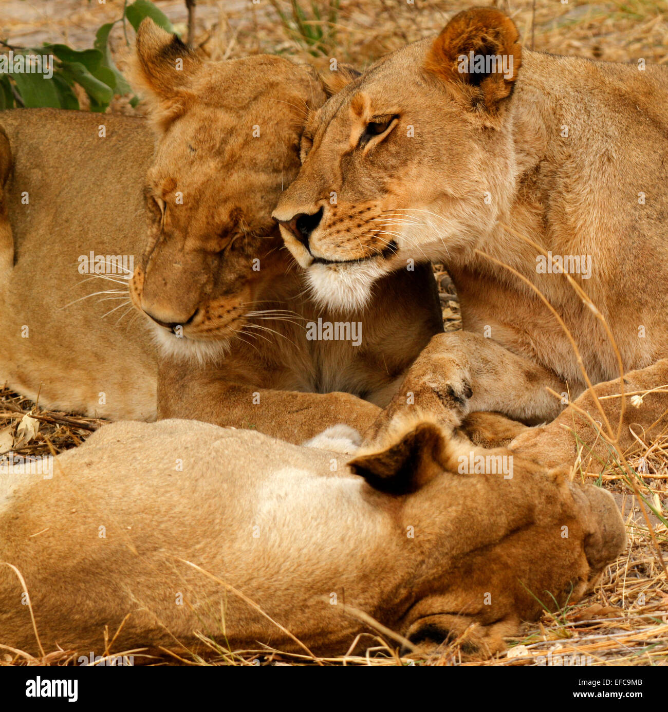 Group lionesses walking on hi-res stock photography and images - Alamy