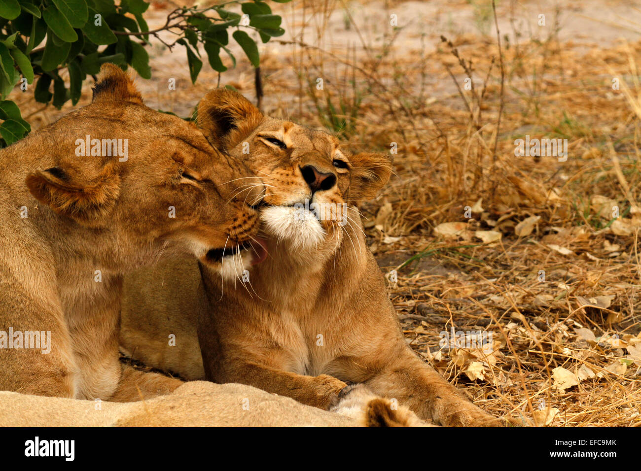Two lions licking other hi-res stock photography and images - Alamy