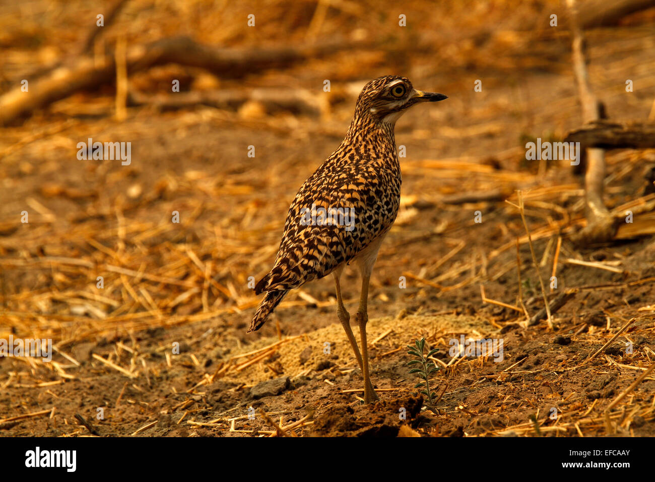 Dikkop open hi-res stock photography and images - Alamy