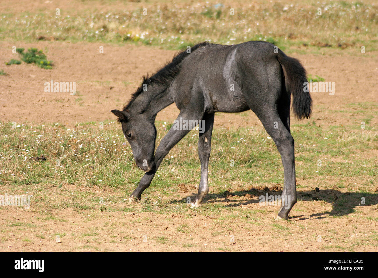 Beautiful gray filly on spring pasturage posing alone rural scene Stock ...