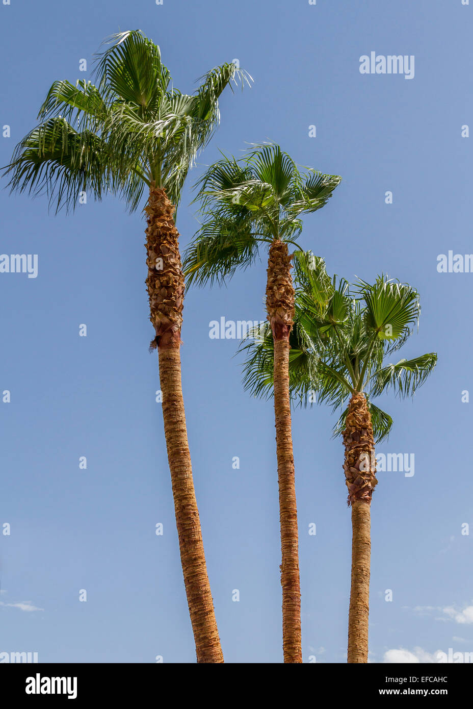 Palm trees blue sky breezy Stock Photo - Alamy