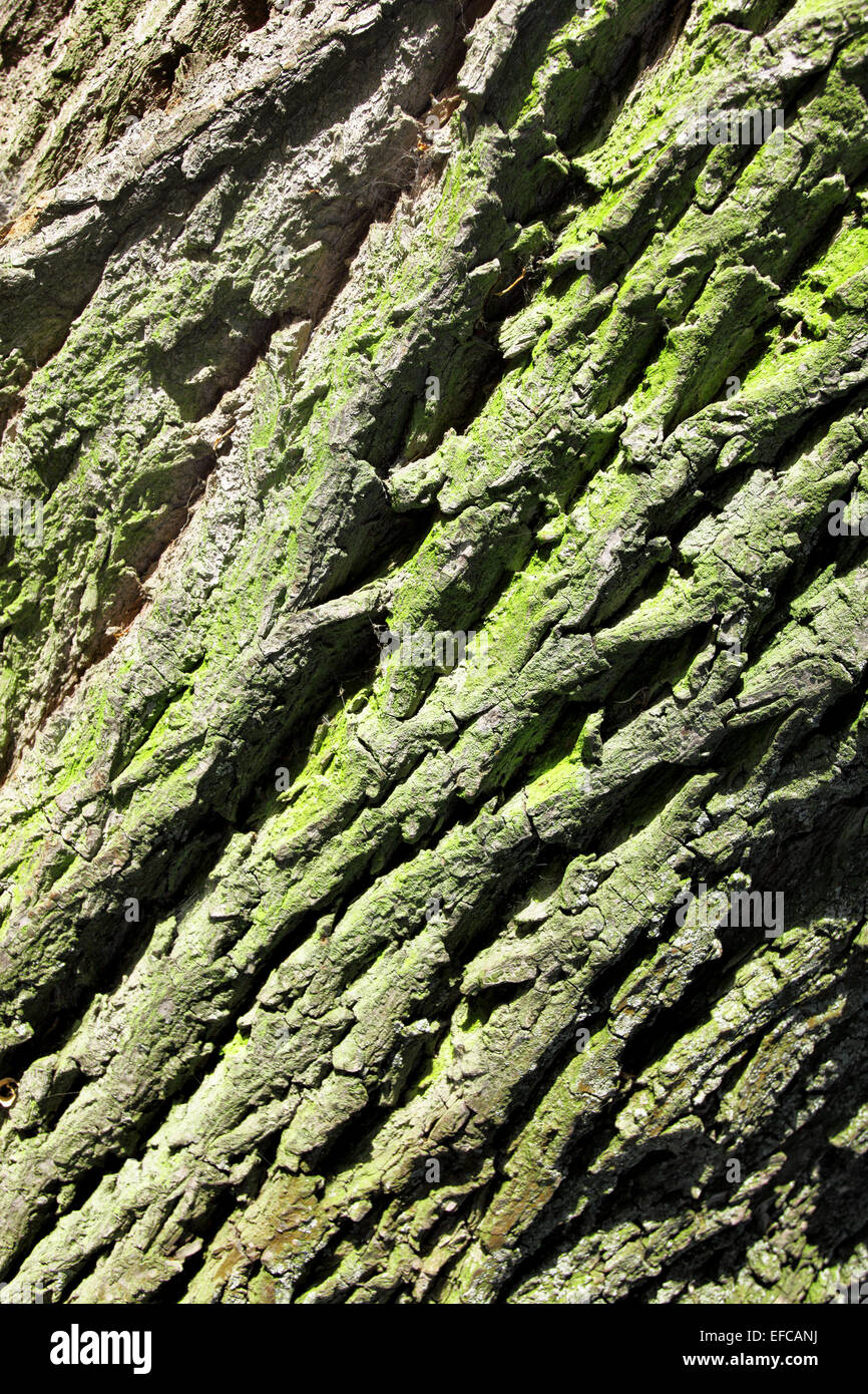 Oak bark hi-res stock photography and images - Alamy