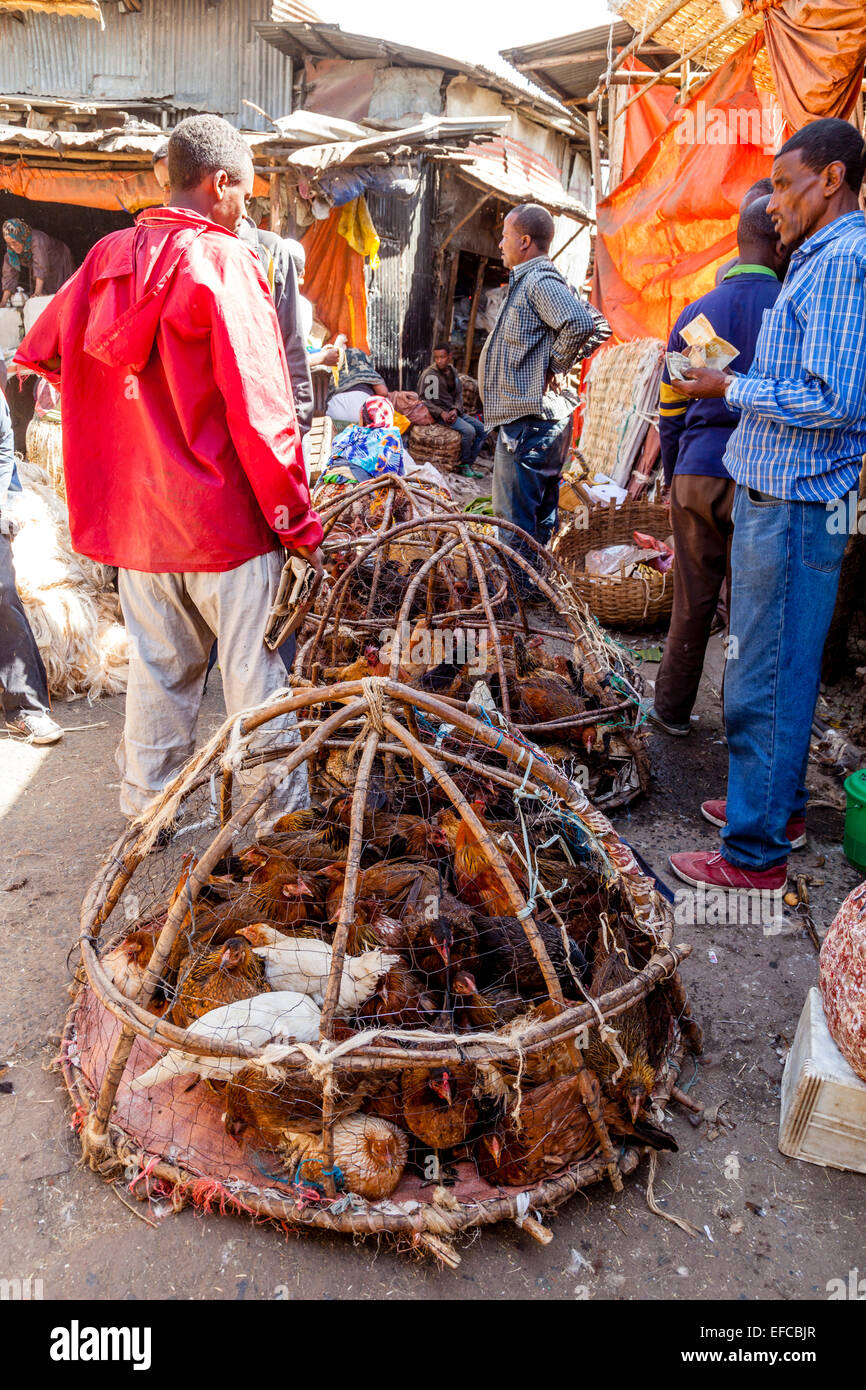 Live Chickens Stock Photos & Live Chickens Stock Images - Alamy
