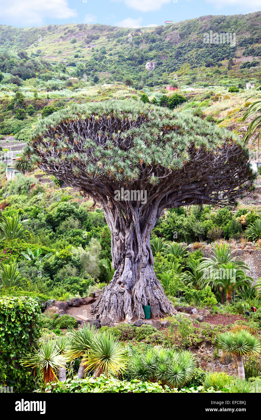 Dragon tree (Dracfena draco), Tenerife Stock Photo - Alamy