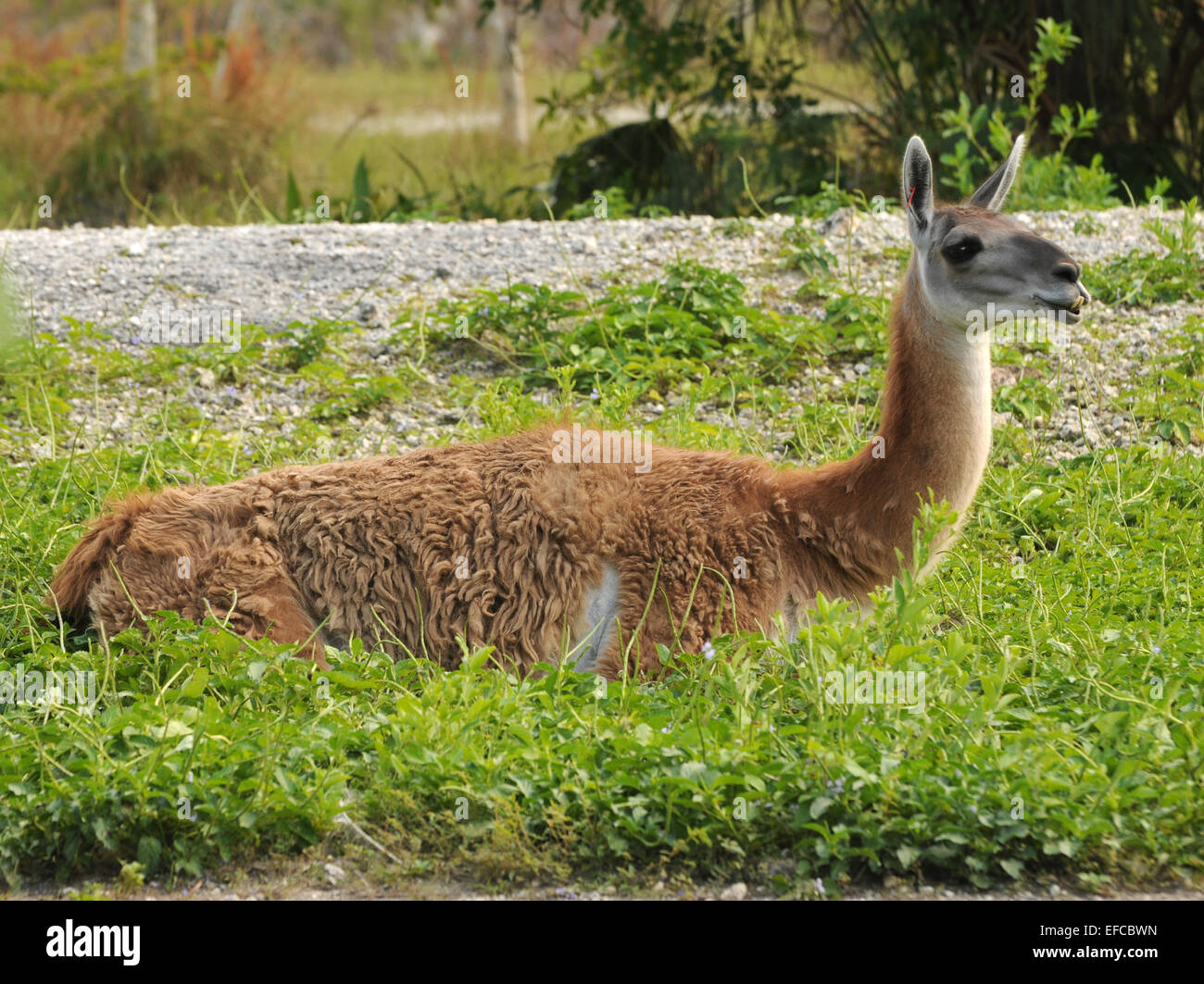 Llama resting hi-res stock photography and images - Alamy