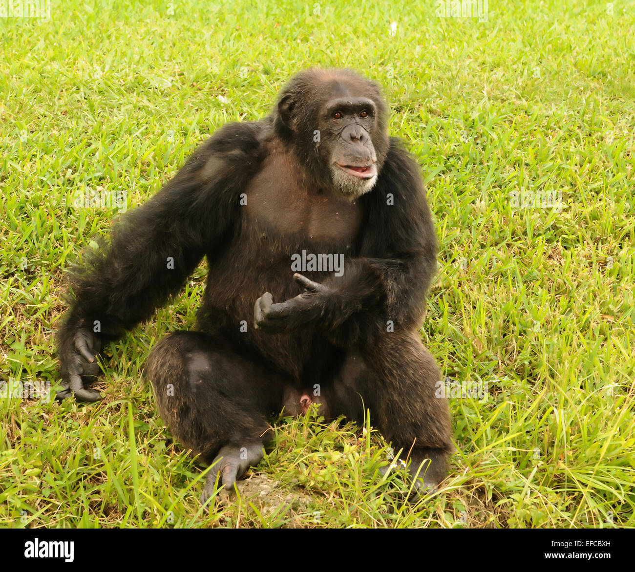 Adult chimp sitting on hi-res stock photography and images - Alamy