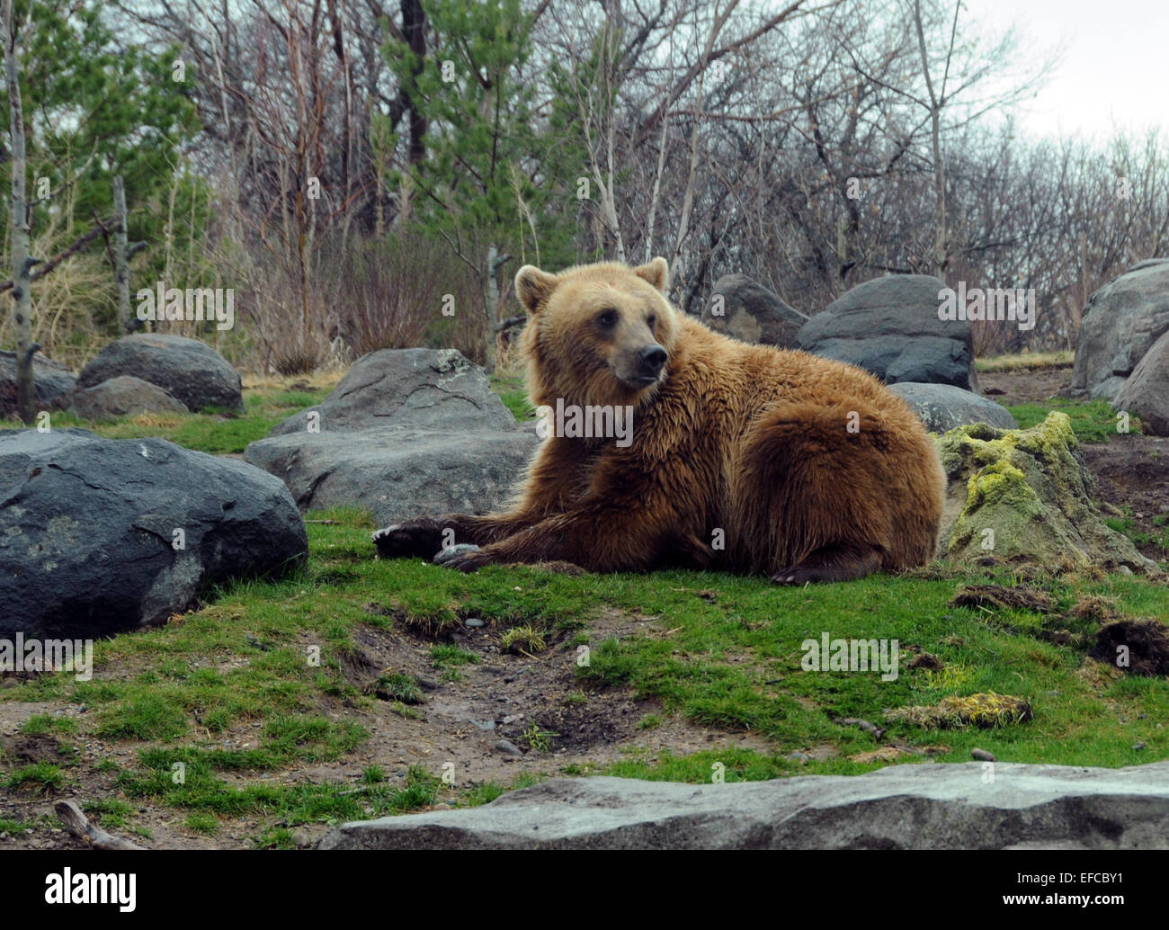 Brown bear in the Siberian wilderness Stock Photo - Alamy