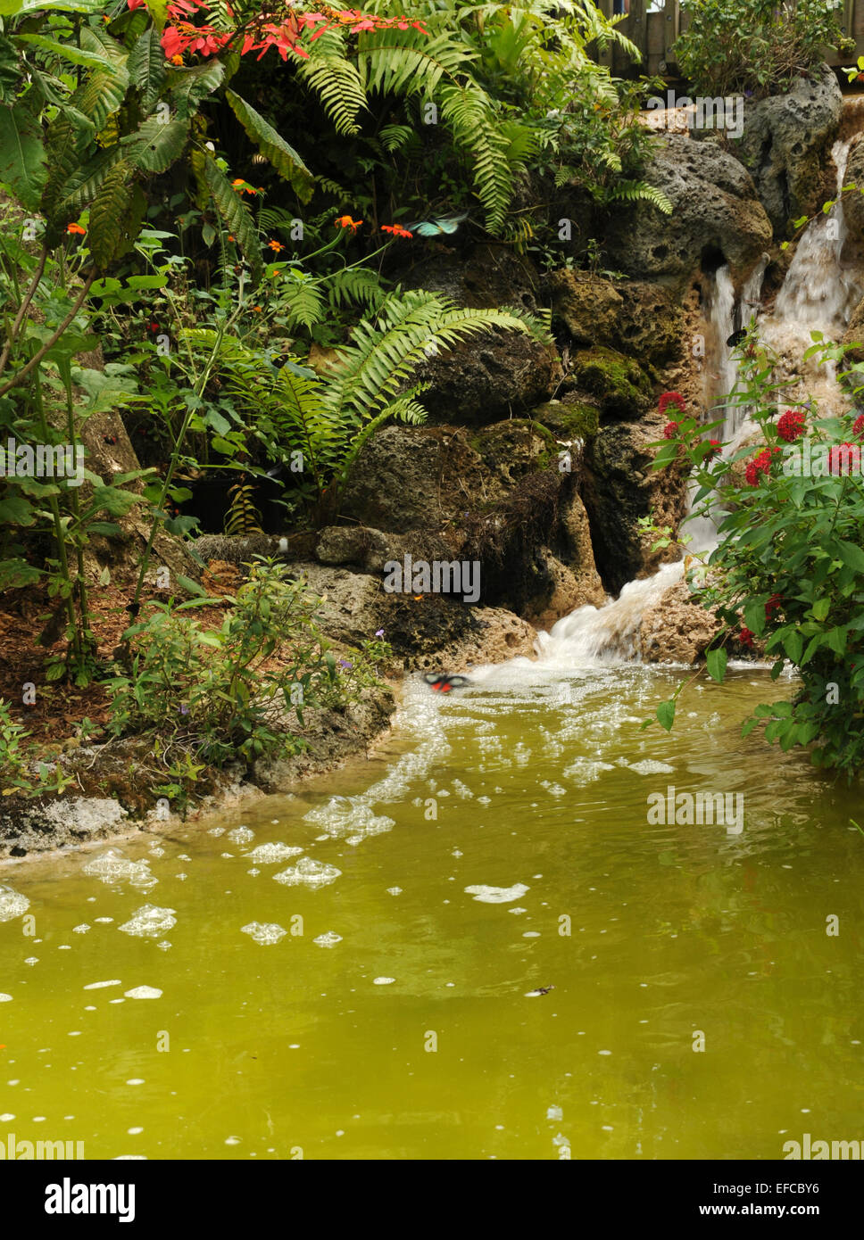 Small creek with waterfall and swamp Stock Photo - Alamy