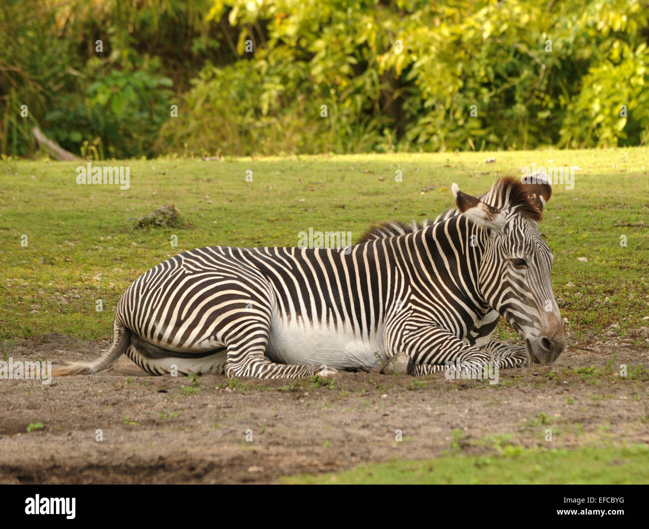 Zebra in the African wild resting under a tree Stock Photo - Alamy