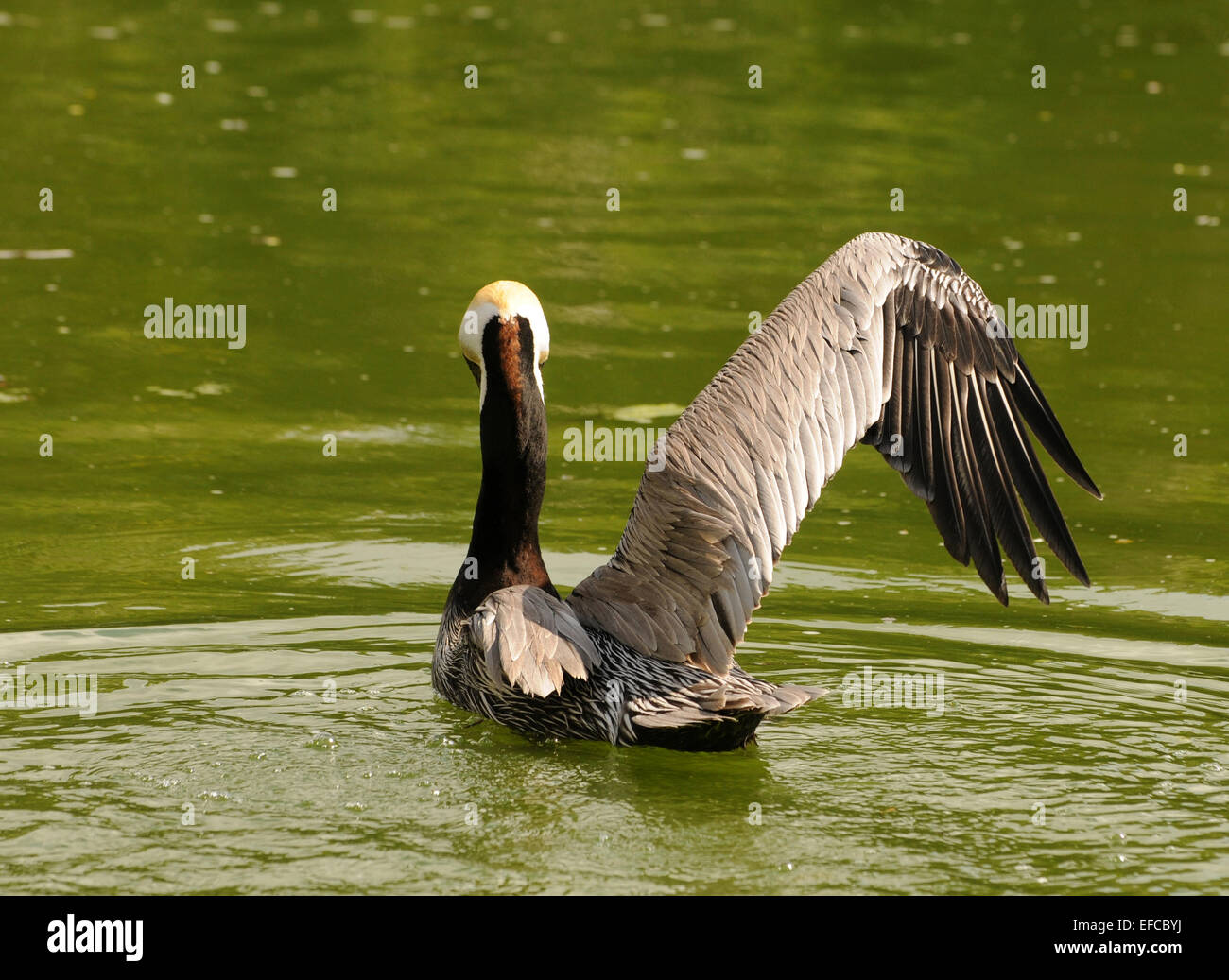 Brown pelican with injured wing in a protected sanctuary Stock Photo ...