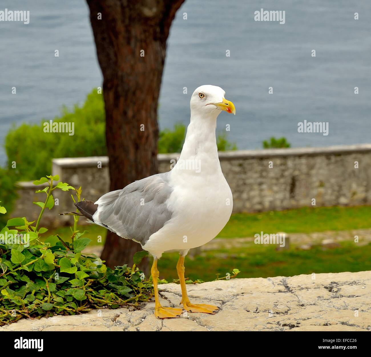 Seagull poses hi-res stock photography and images - Alamy