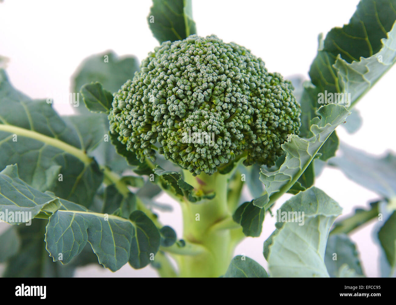 Broccoli plant and flower growing on white background Stock Photo - Alamy