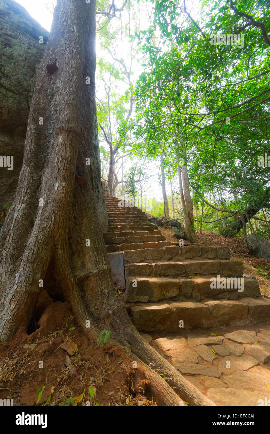 Staircase in the forest hi-res stock photography and images - Alamy