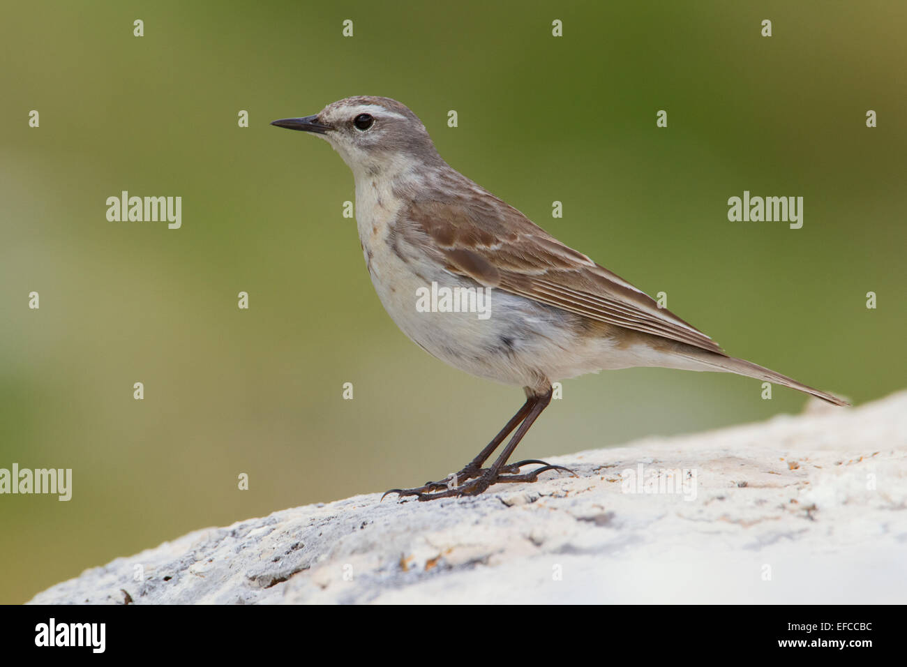 Water pipit hi-res stock photography and images - Alamy