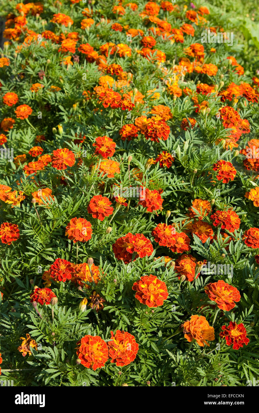 Flower bed with many marigolds of orange colour, vertical Stock Photo ...