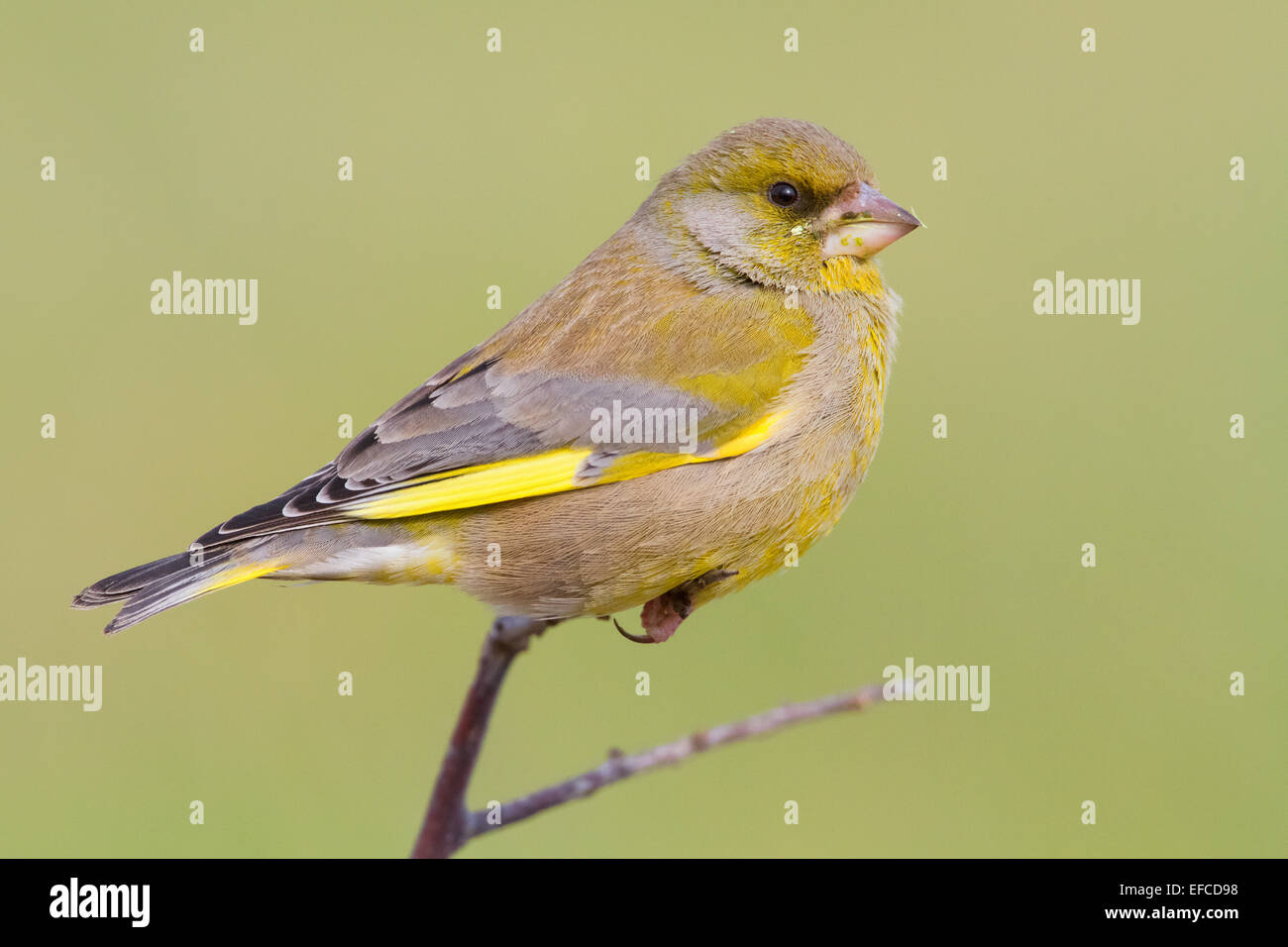 Greenfinch hi-res stock photography and images - Alamy