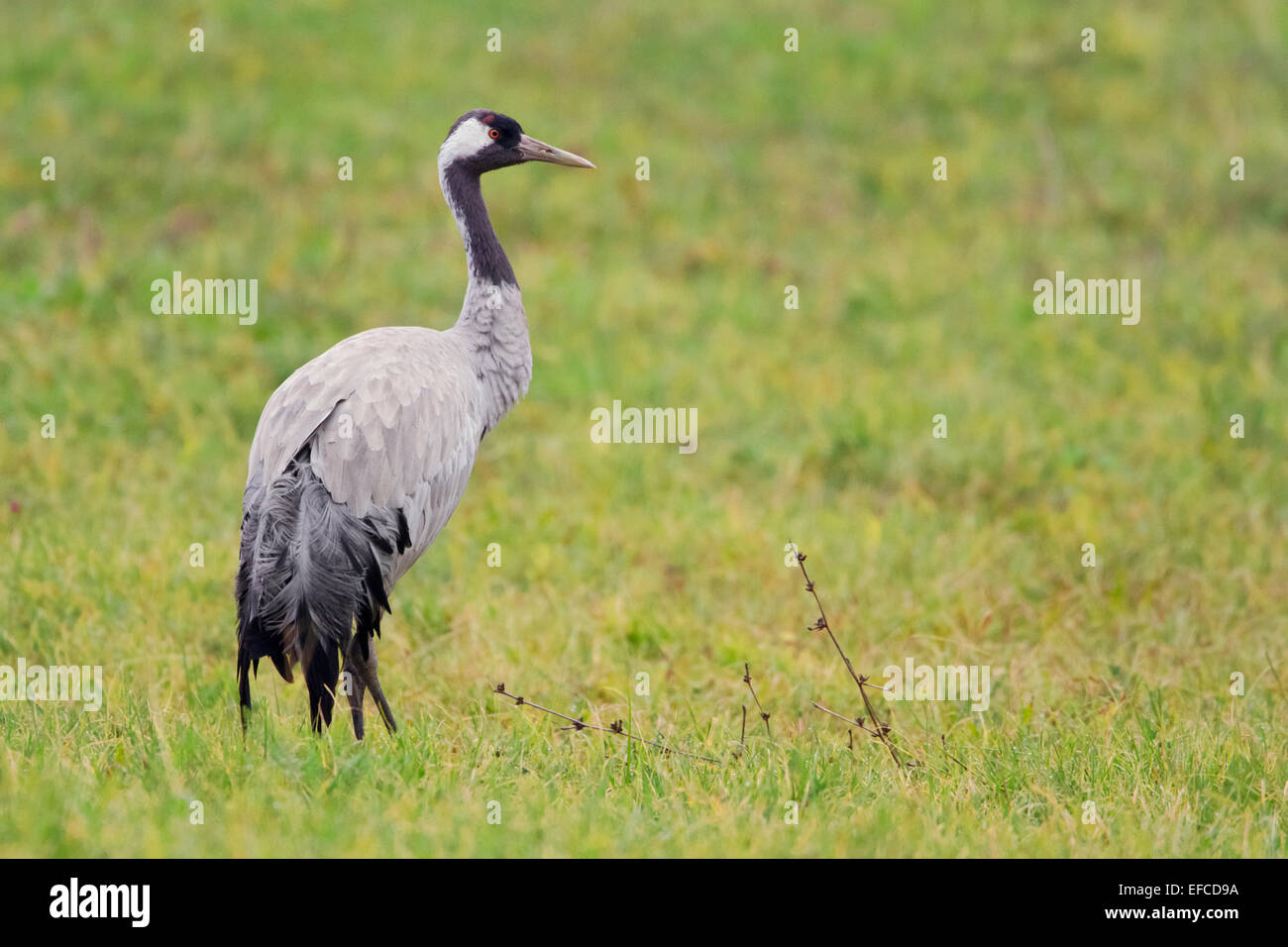 Common crane hi-res stock photography and images - Alamy
