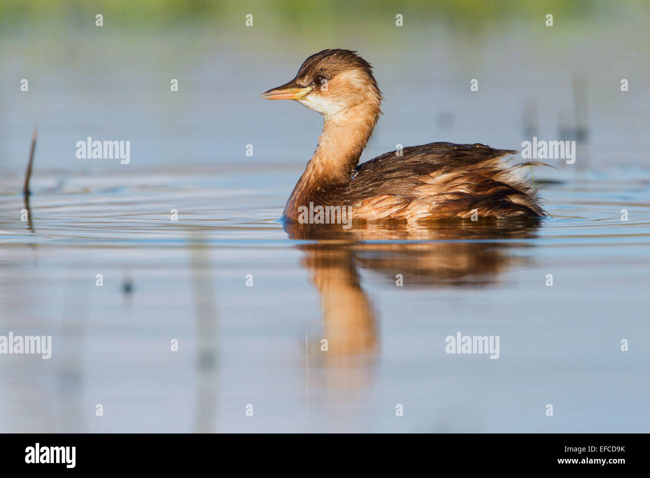 Little Grebe in winter plumage Stock Photo - Alamy