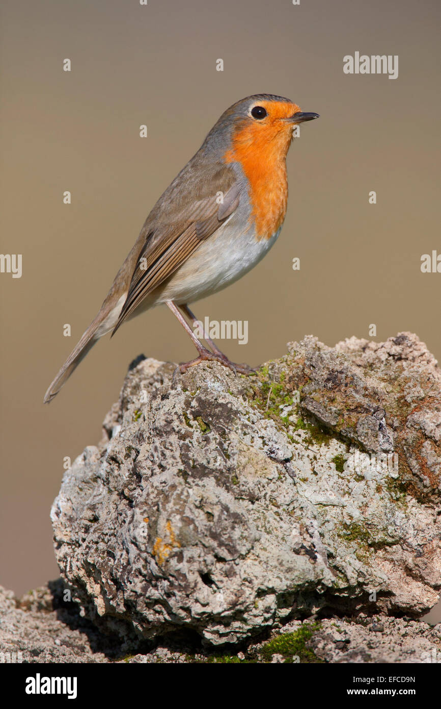 Robin on rocks hi-res stock photography and images - Alamy