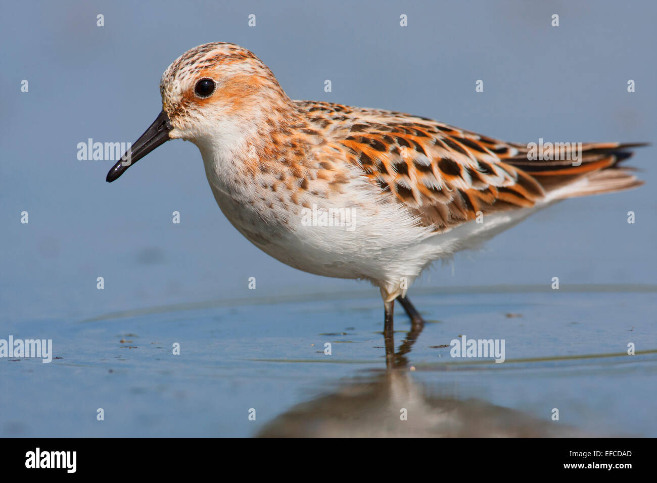 Stint hi-res stock photography and images - Alamy