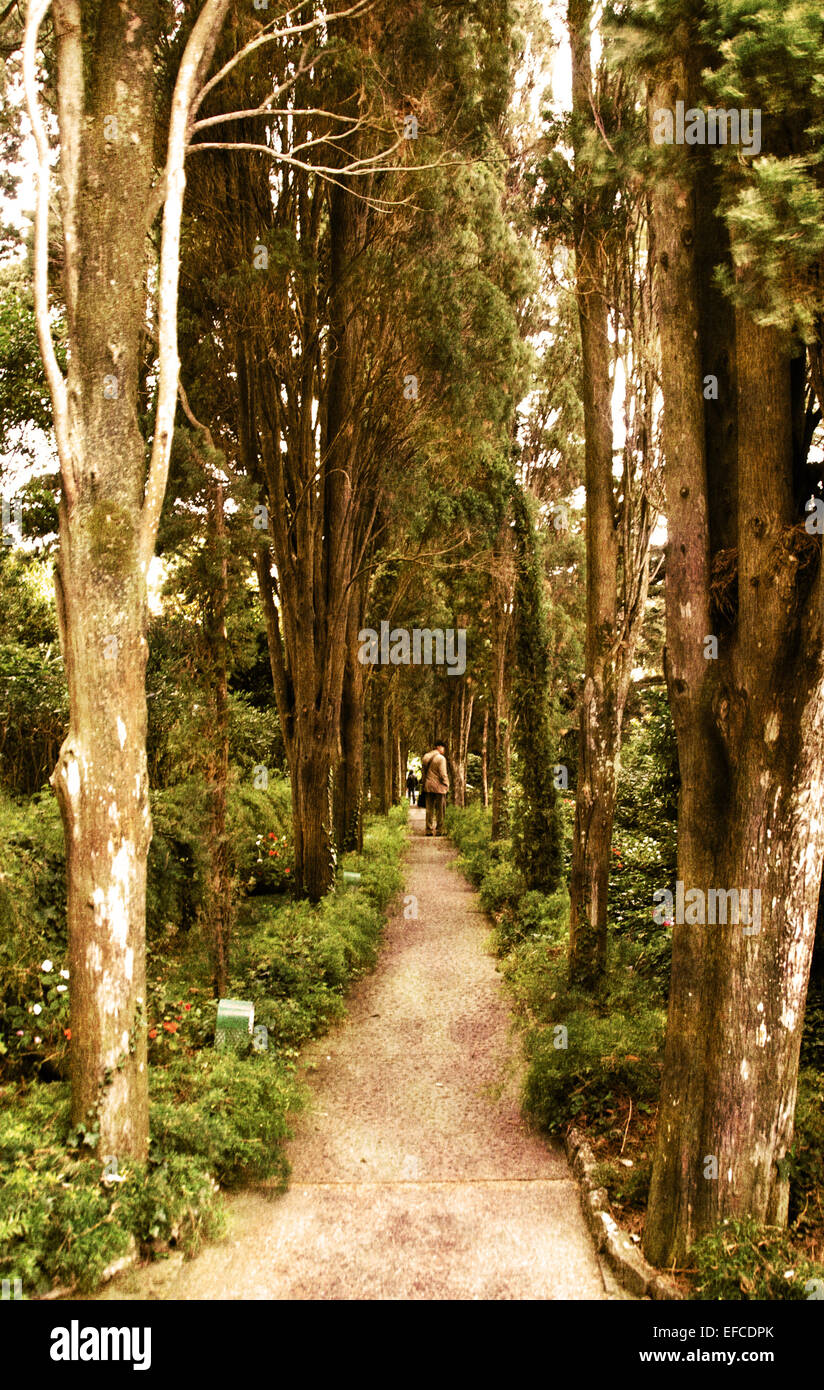 Faded colors of park walking path Stock Photo - Alamy