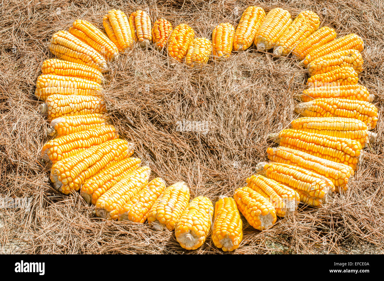 heart made of ears of corn; background to celebrate the autumnal love ...