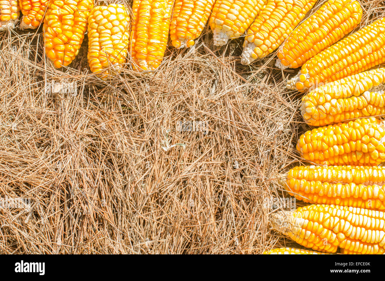 Corn with pine hi-res stock photography and images - Alamy