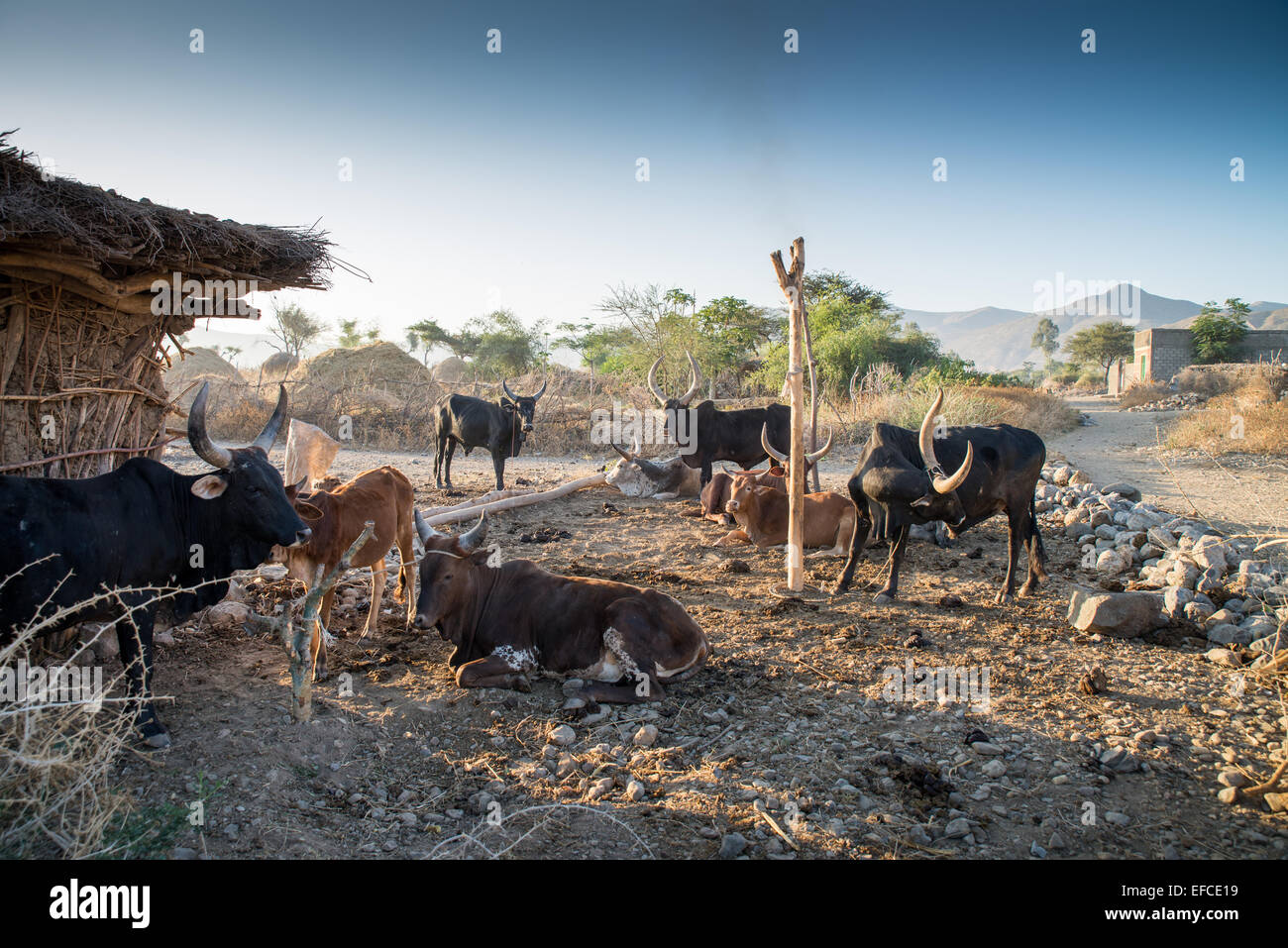 rural house in the landscape, Abala, Afar, Ethiopia, Africa Stock Photo ...