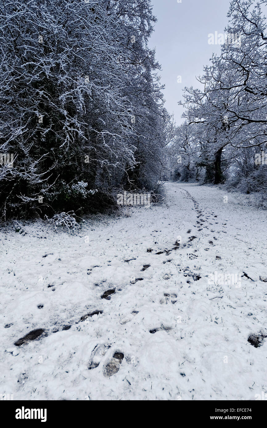 Messy footprints in snow forming tracks between two stands of trees ...
