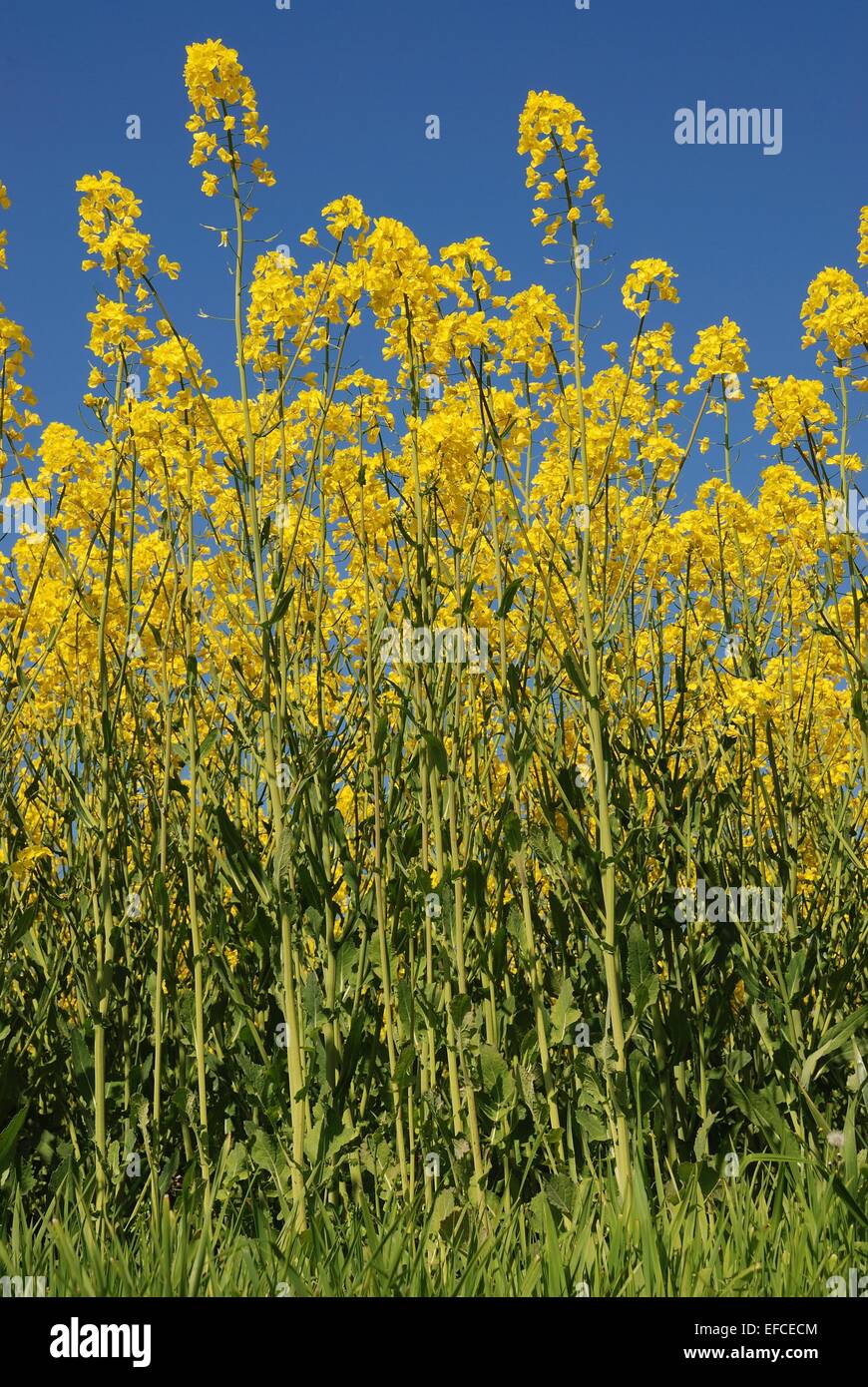 Flower of rape Stock Photo - Alamy