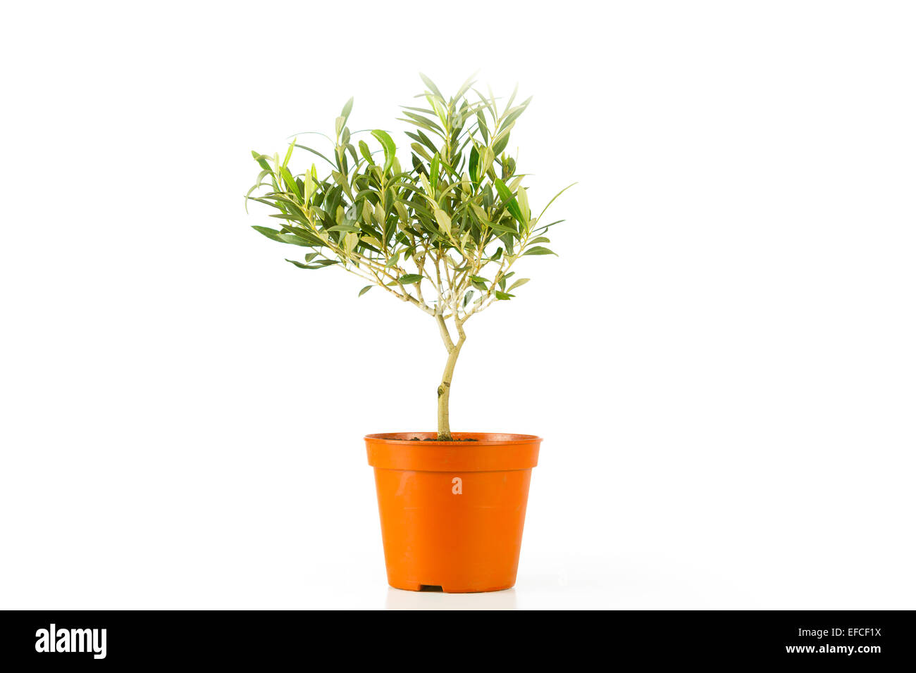 Olive tree pot hi-res stock photography and images - Alamy