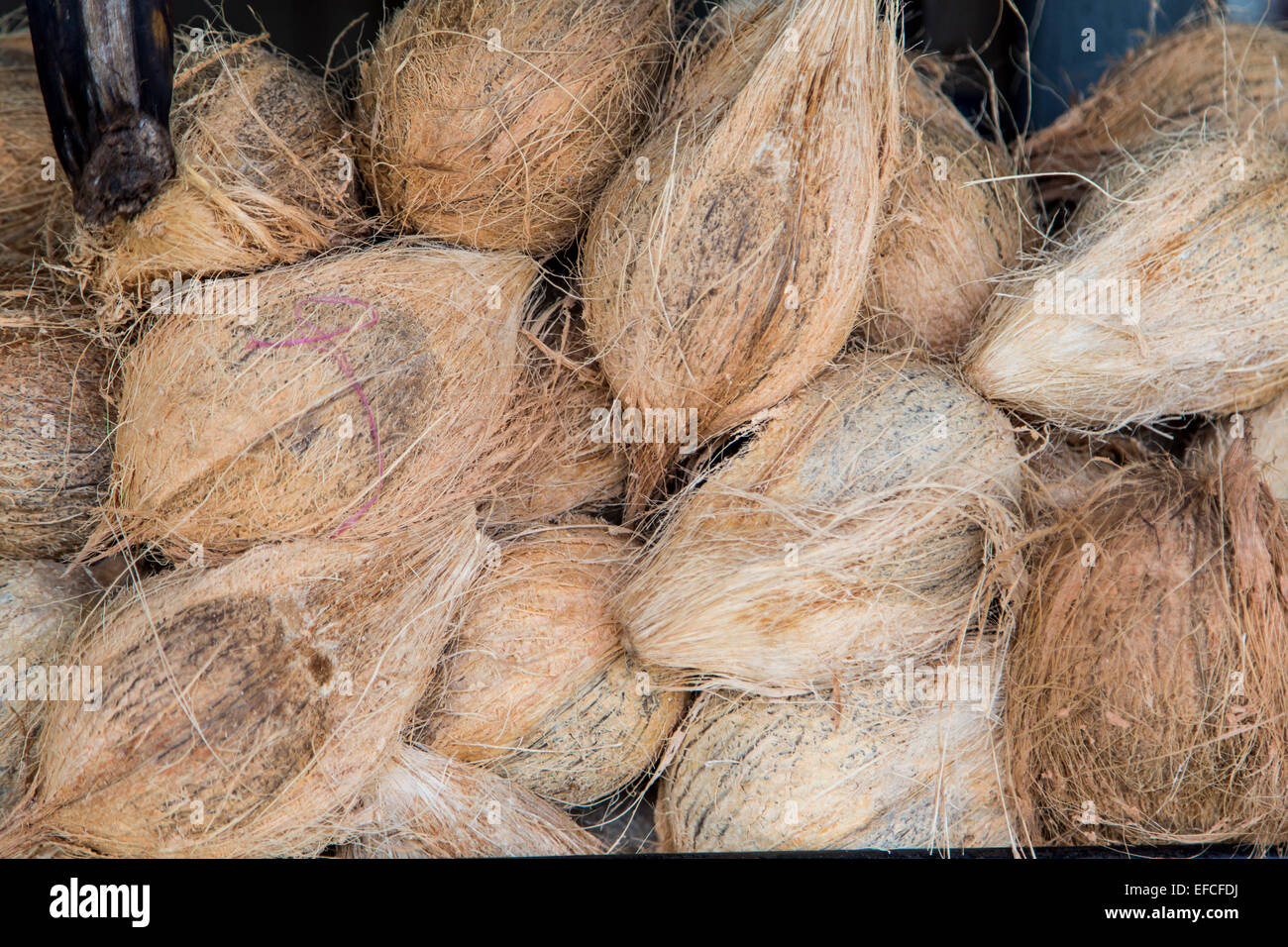 Fresh coconuts on the market Stock Photo - Alamy