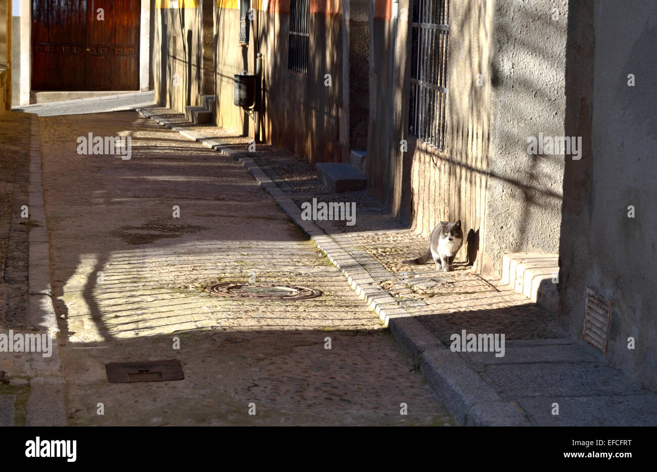 crouching cat in the alley Stock Photo - Alamy