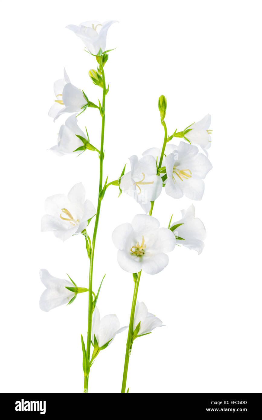 beautiful two white hand bell is isolated on white background, closeup ...