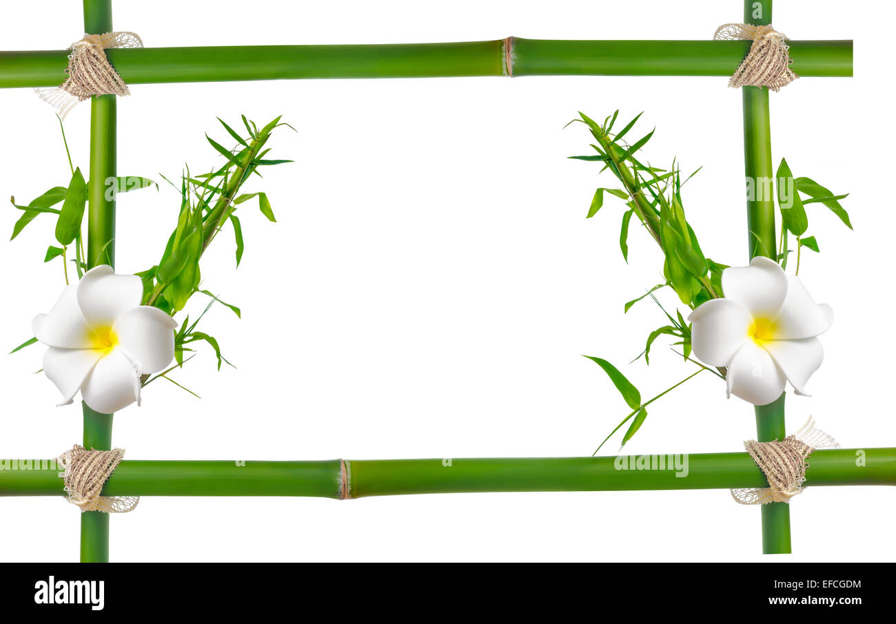 bamboo leaves with frangipani flower frame made of stems is isolated on ...