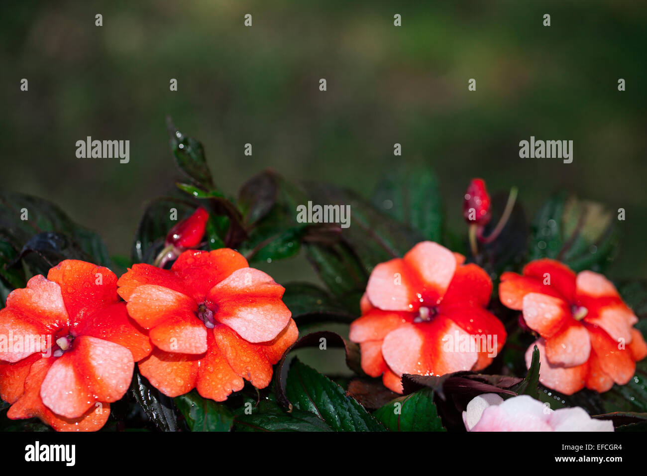 Impatiens flowers hi-res stock photography and images - Alamy